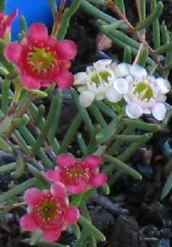 Australian Native Nursery